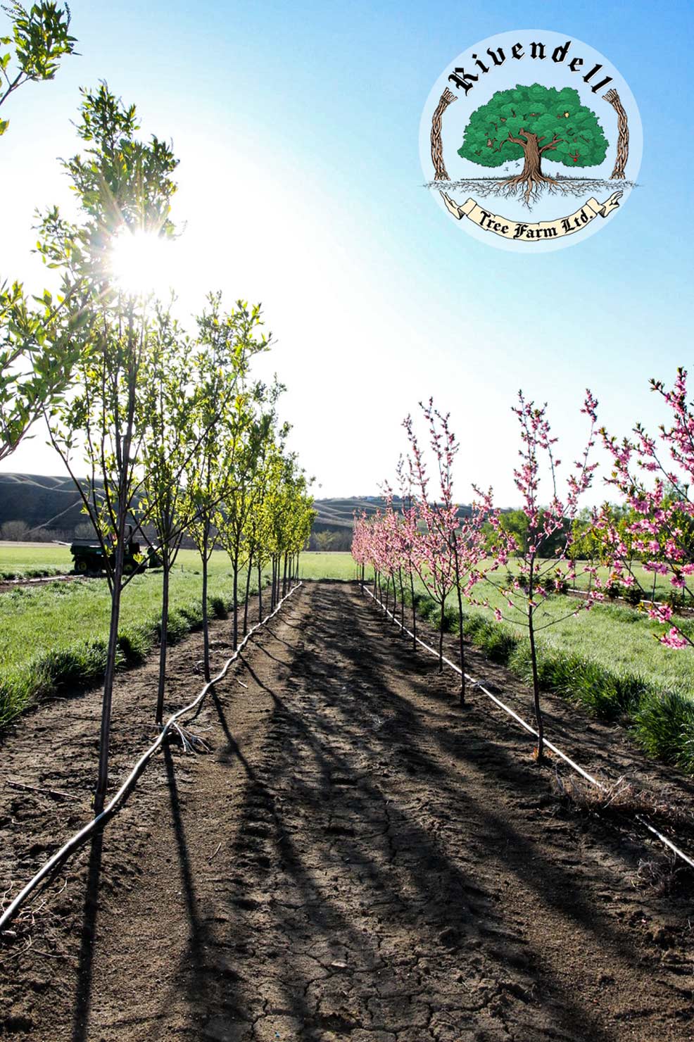 Rivendell Tree Farm – Rivendell Tree Farm