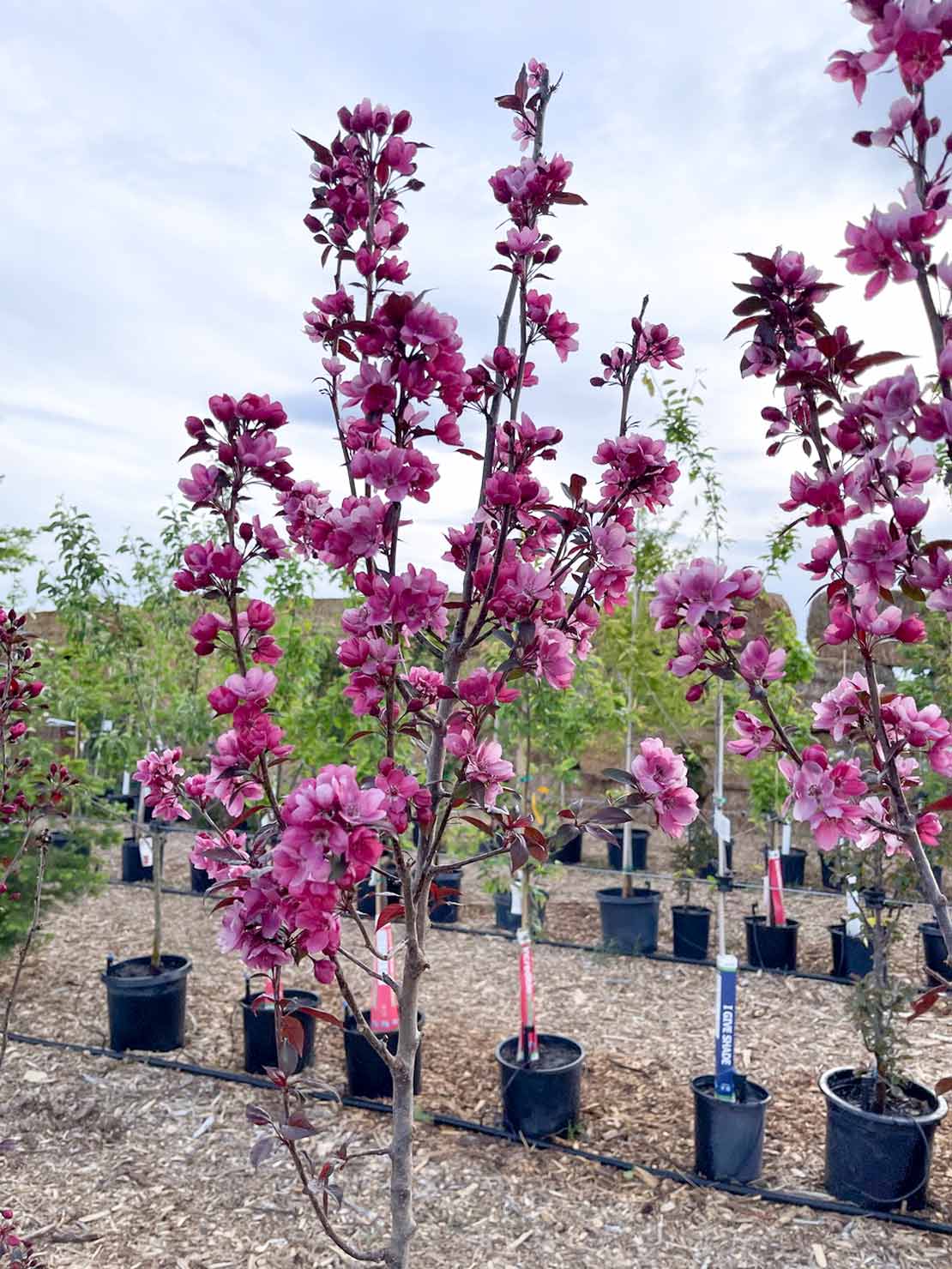 Rivendell Tree Farm - Tree Nursery