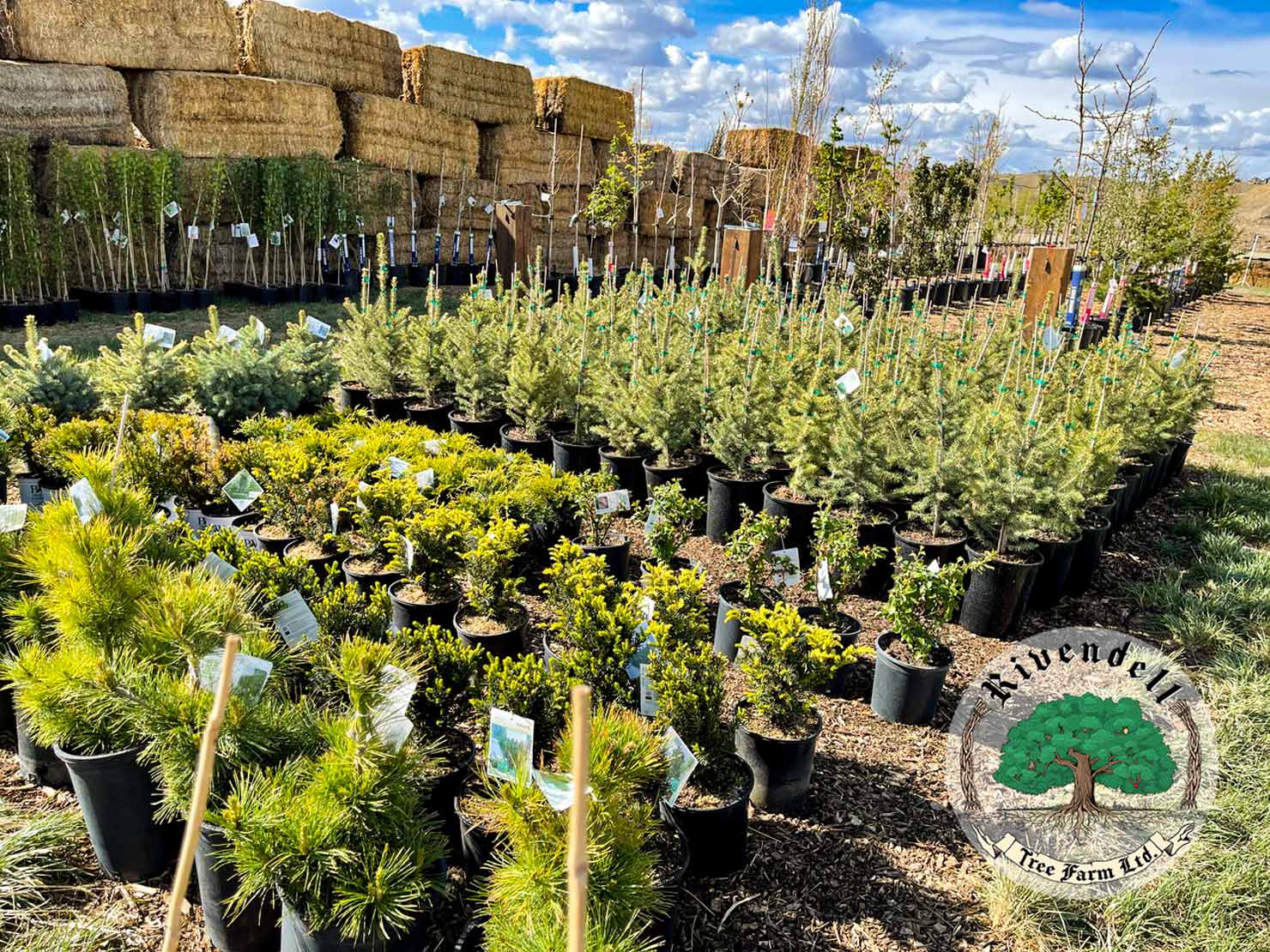 Rivendell Tree Farm - Tree Nursery