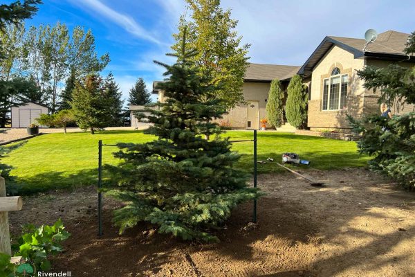 Rivendell Tree Farm - Tree Nursery