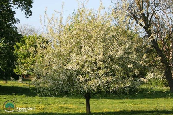 Mayday - Rivendell Tree Farm