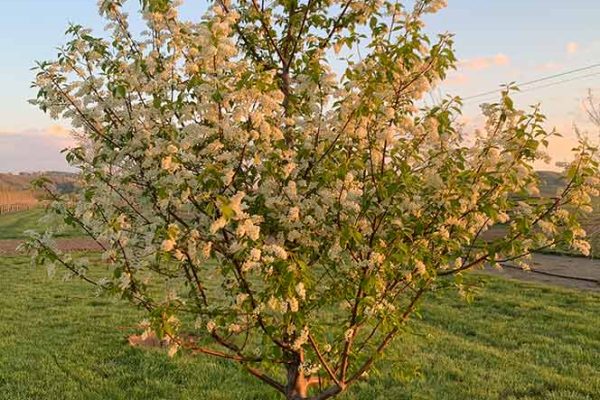Mayday - Rivendell Tree Farm