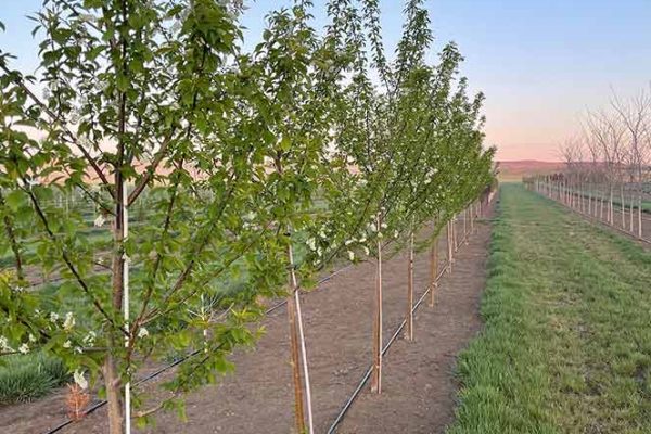 Mayday - Rivendell Tree Farm