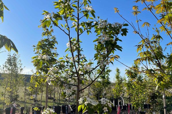 Rivendell Tree Farm - Tree Nursery