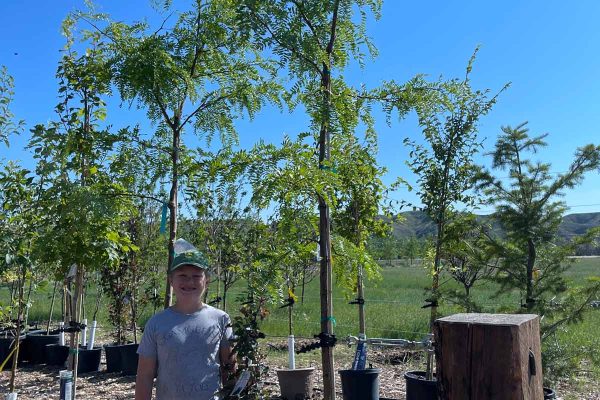 Rivendell Tree Farm - Tree Nursery