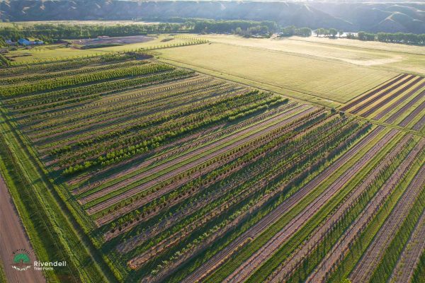 Rivendell Tree Farm - Tree Nursery