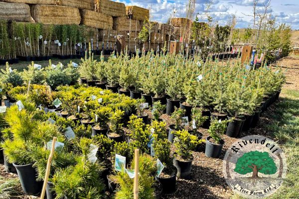 Rivendell Tree Farm - Tree Nursery